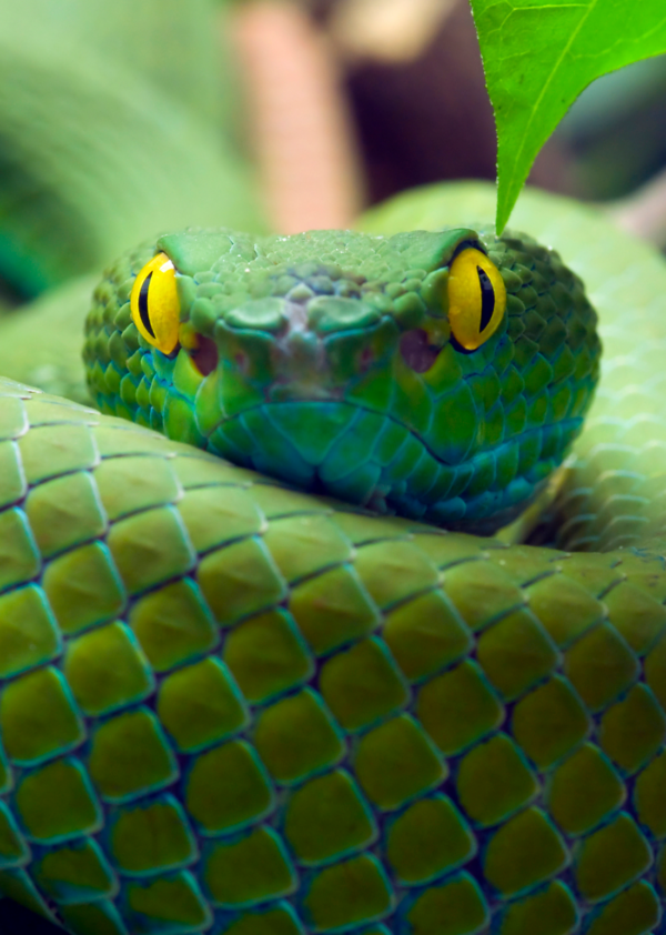 Televizní program | Telly