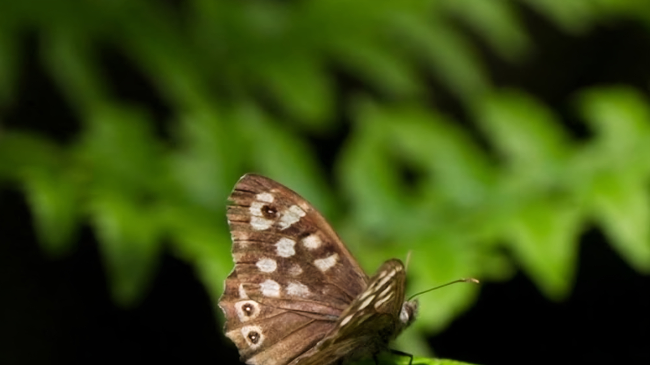 Motýli, superhrdinové přírody | Telly