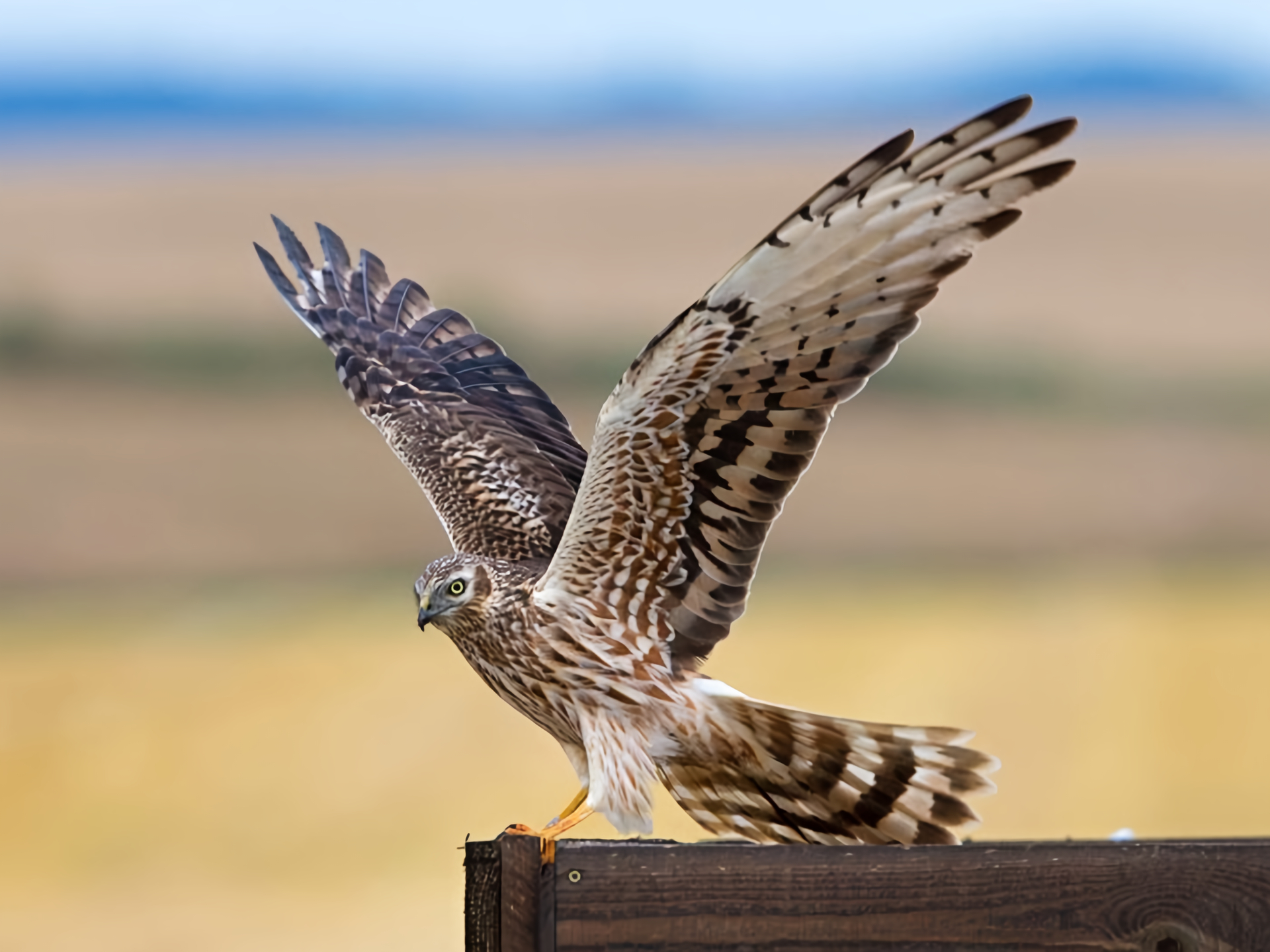 Moták lužní - ten, který létá v polích | Telly