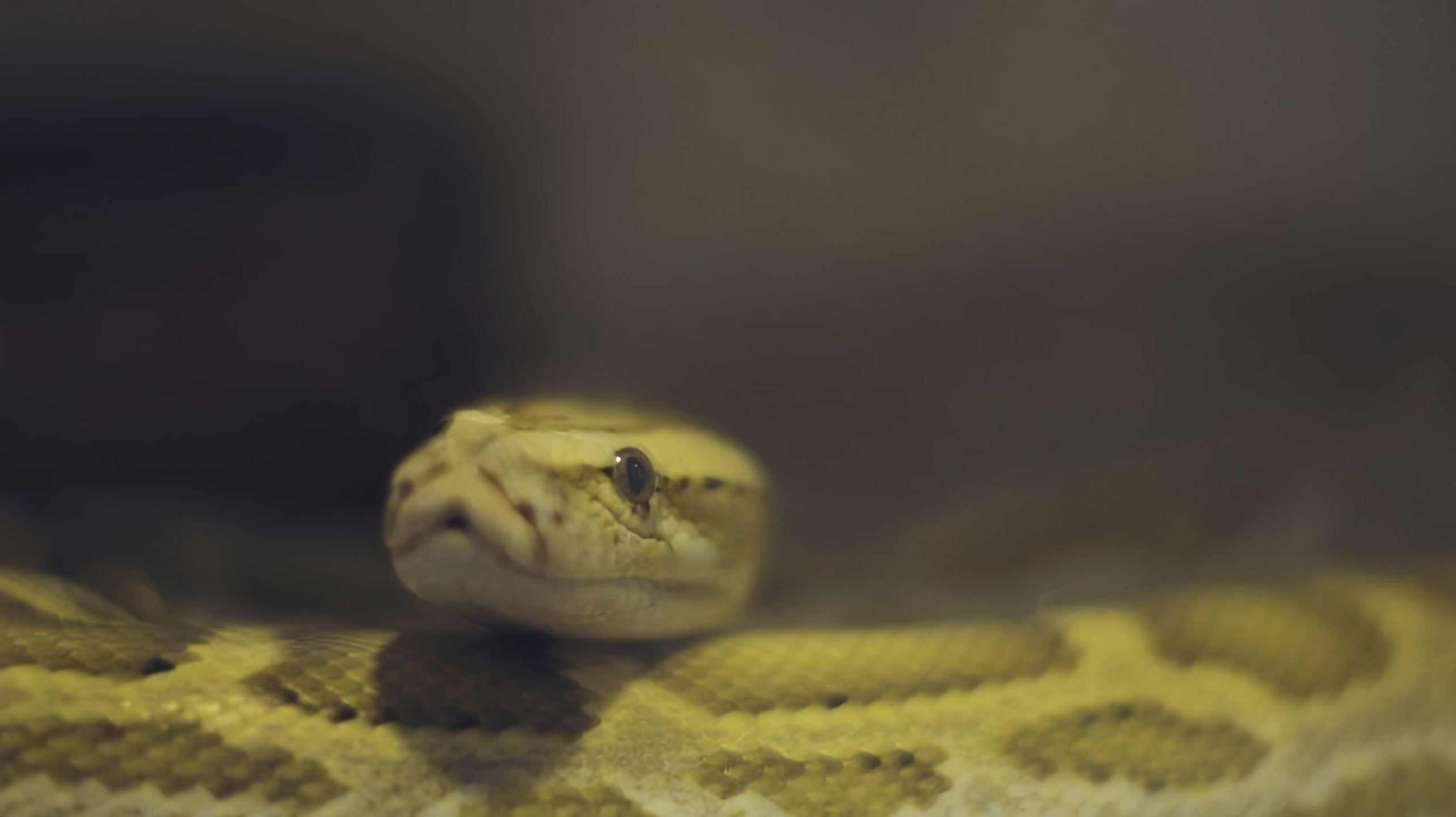 Příroda na kliknutí | Telly