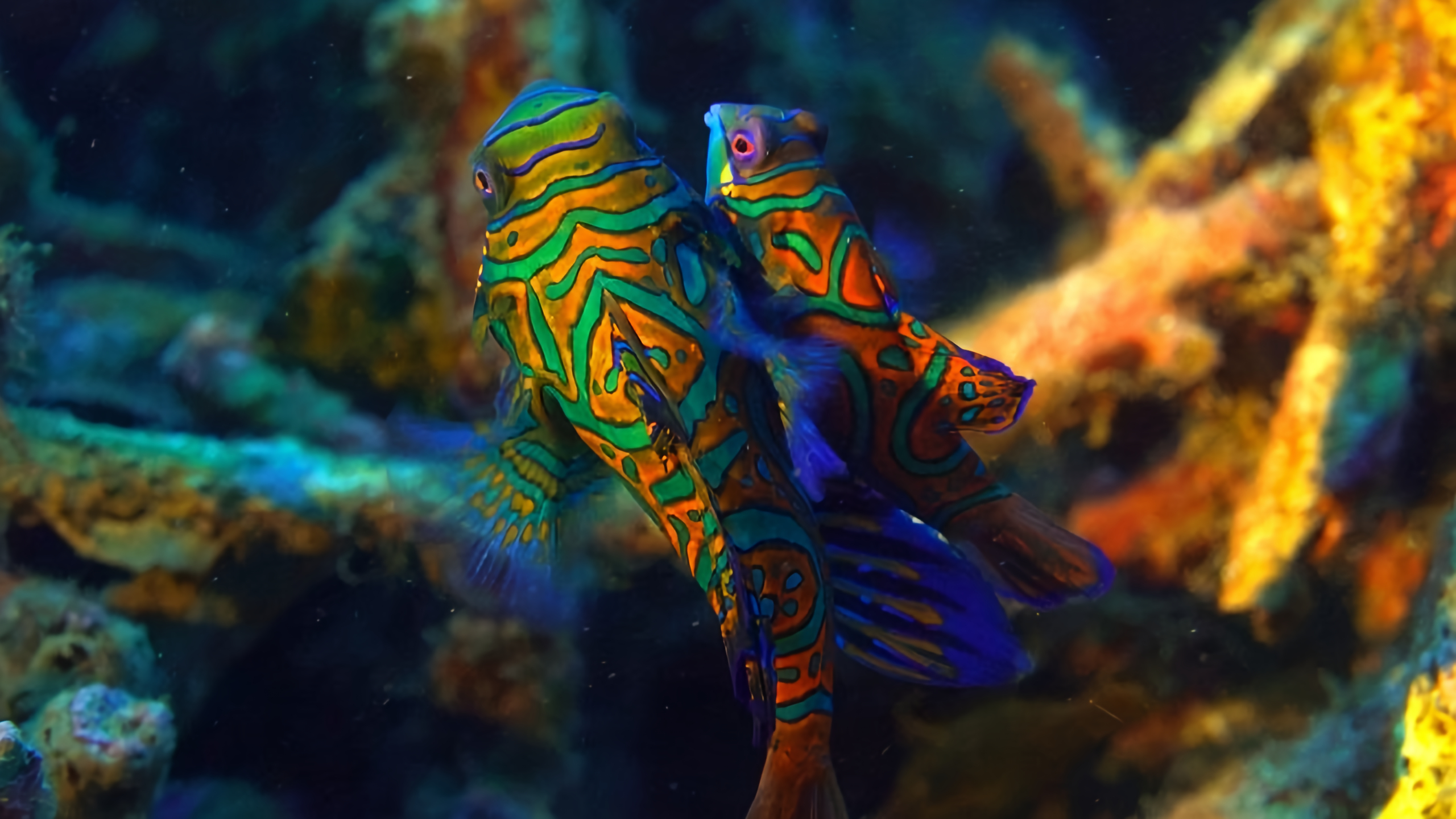 Strategie rozmnožování v přírodě | Telly